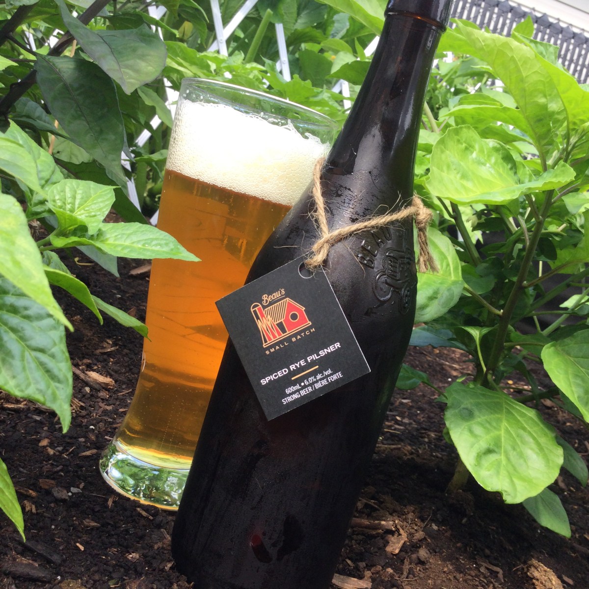 Spiced Rye Pilsner – Apologie du Malt